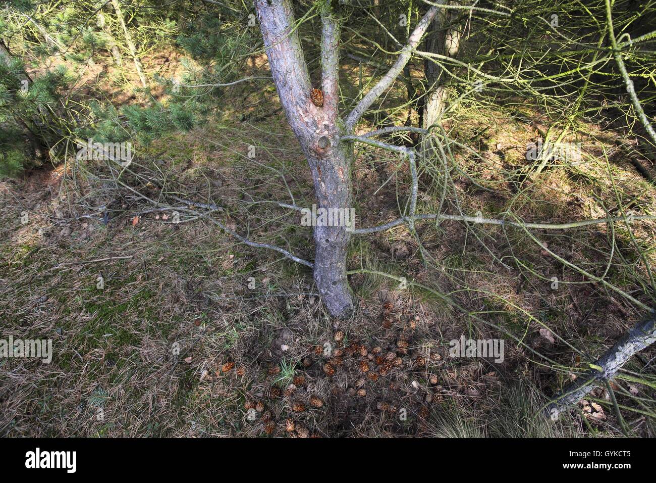 Cracking branch hi-res stock photography and images - Alamy