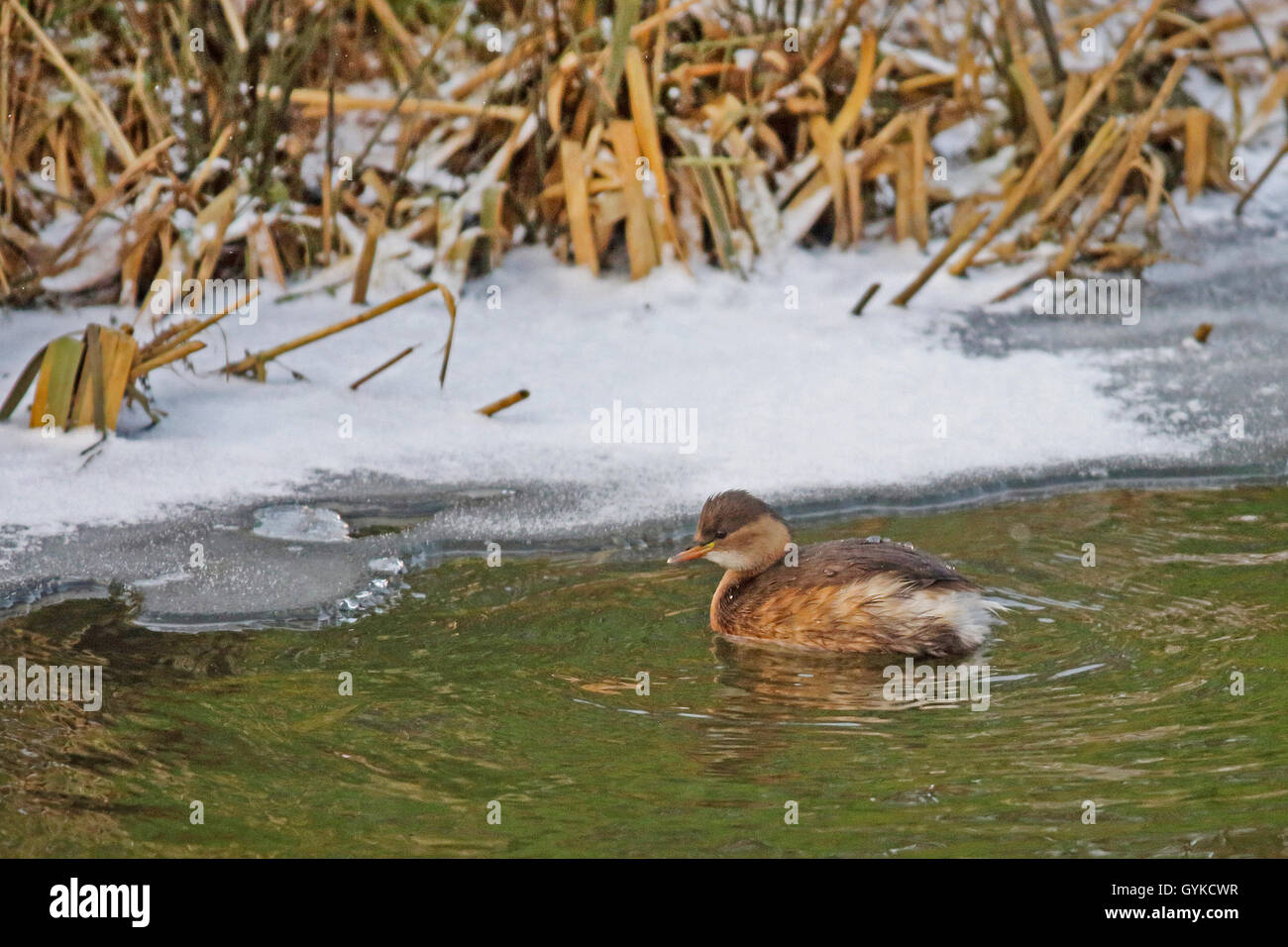 little grebe (Podiceps ruficollis, Tachybaptus ruficollis), with winter ...