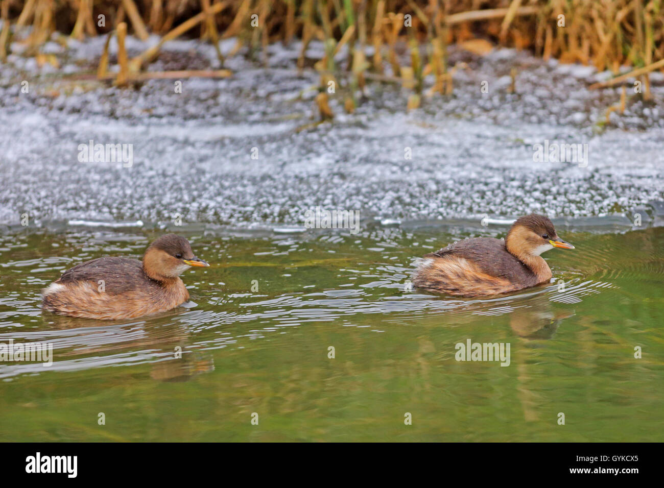 little grebe (Podiceps ruficollis, Tachybaptus ruficollis), with winter ...