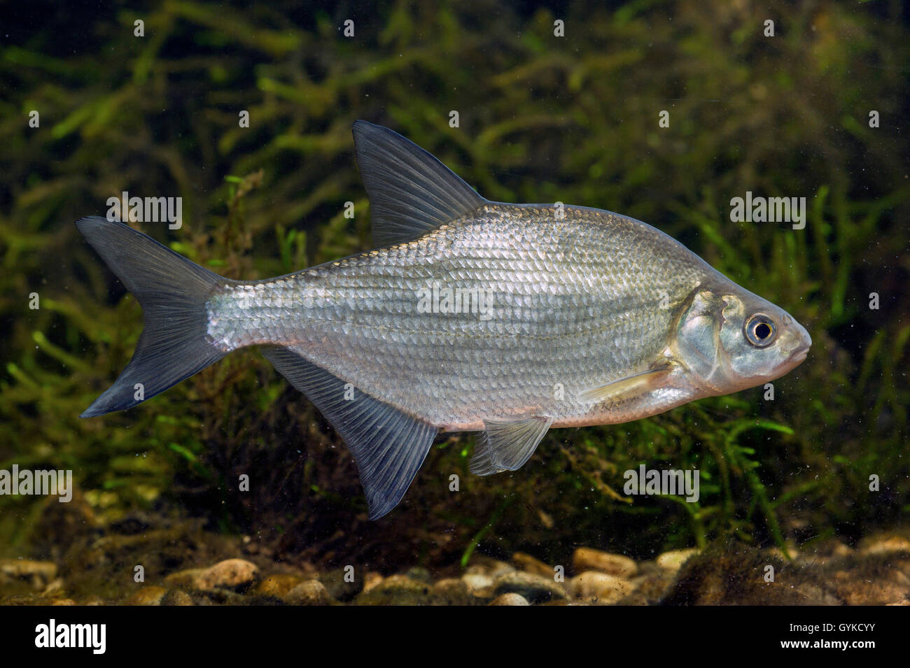 Brachsen Stock Photos & Brachsen Stock Images - Alamy