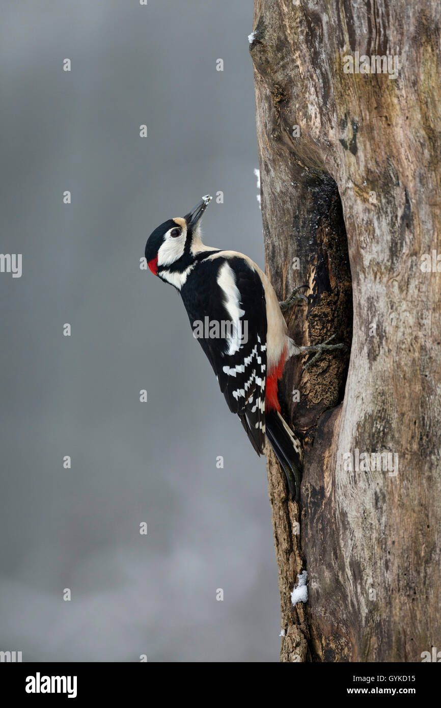 Buntspecht auf baumstamm hi-res stock photography and images - Alamy