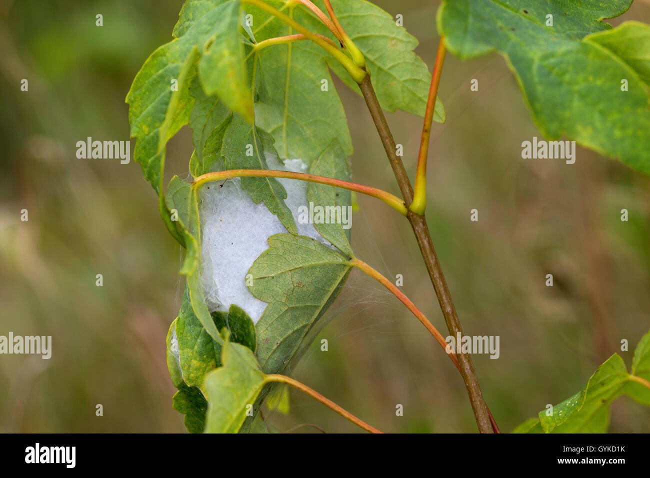Spider cocoon hi-res stock photography and images - Alamy