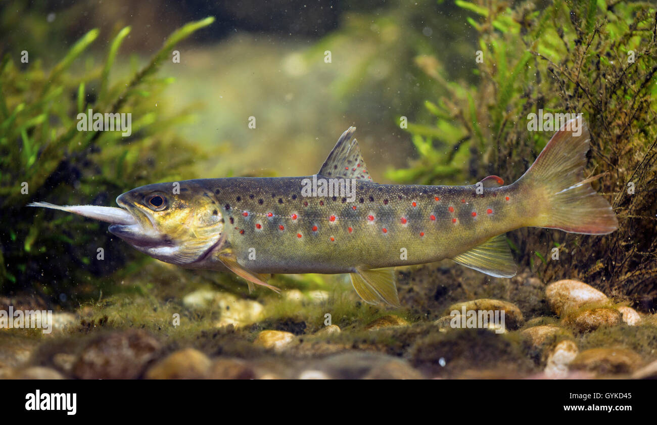 brown trout, river trout, brook trout (Salmo trutta fario), indigenous ...