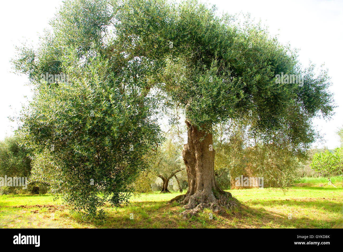 Oelbaumhain High Resolution Stock Photography and Images - Alamy