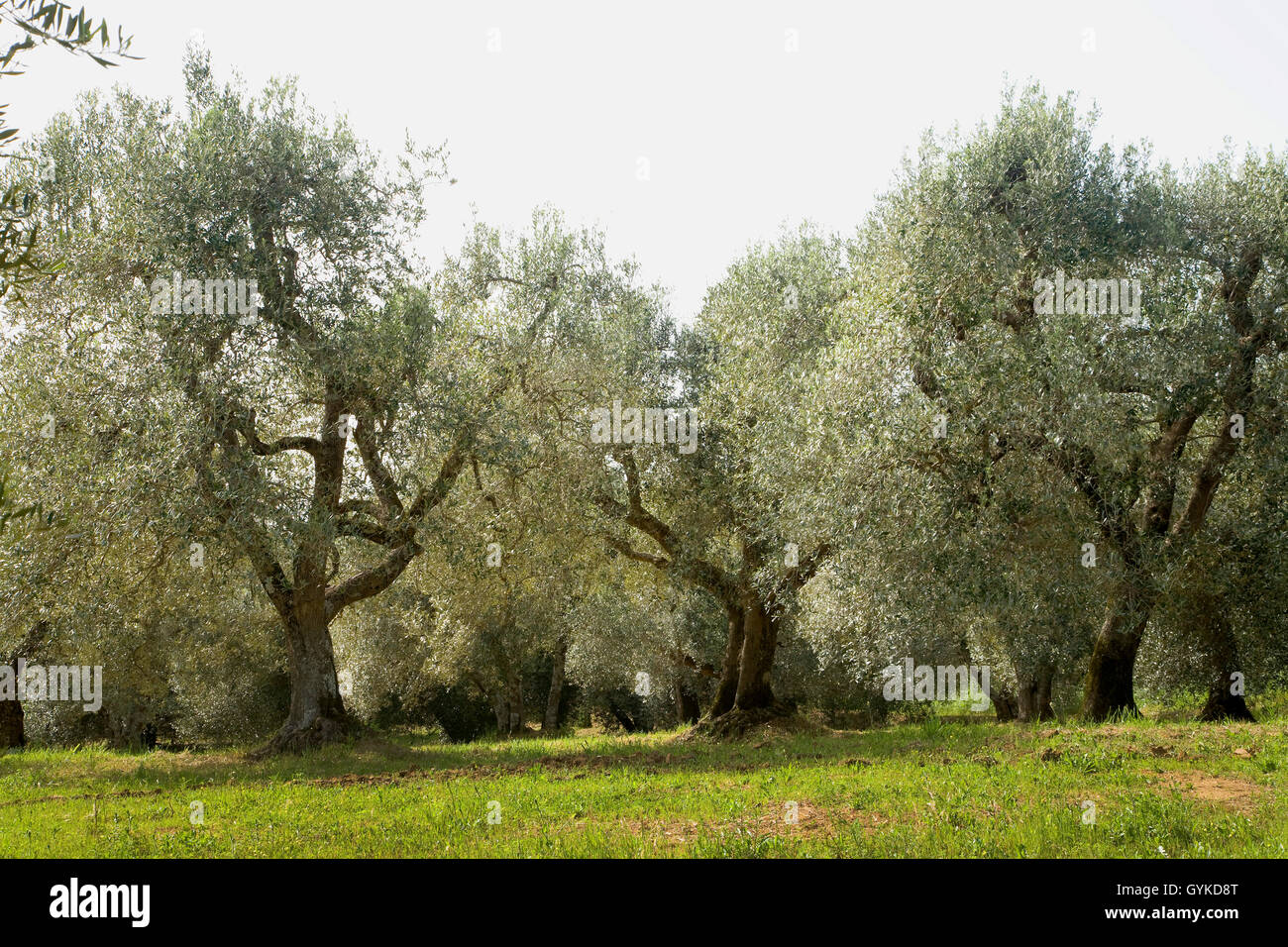 Oliven Toskana High Resolution Stock Photography and Images - Alamy