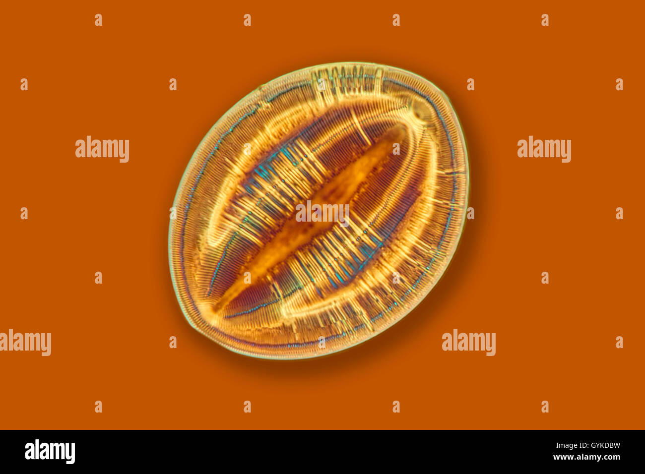 Diatomee bacillariophyceae hi-res stock photography and images - Alamy
