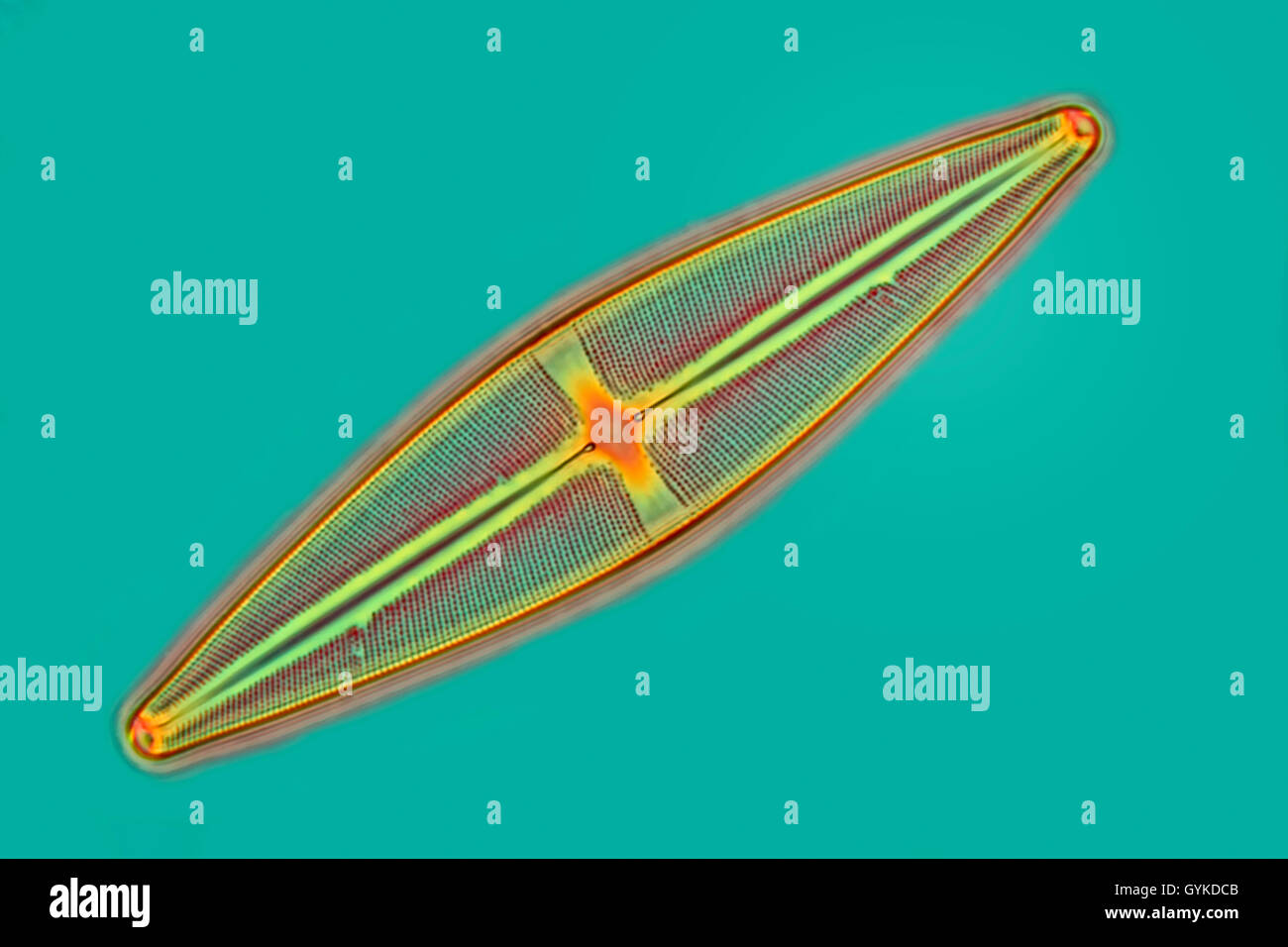 Diatomee High Resolution Stock Photography and Images - Alamy