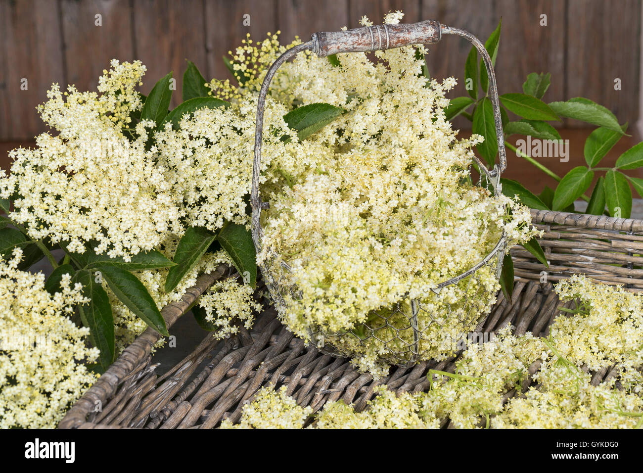 European black elder, Elderberry, Common elder (Sambucus nigra ...