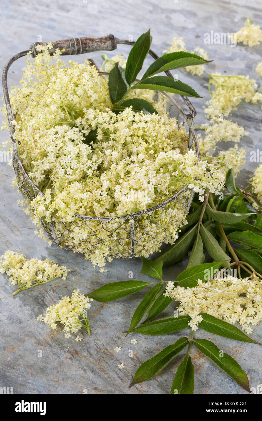 European black elder, Elderberry, Common elder (Sambucus nigra ...