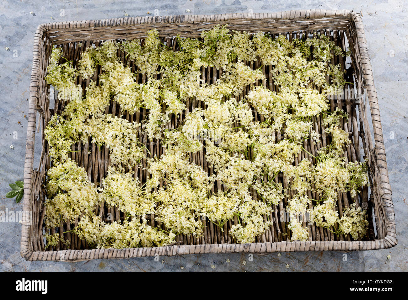 European black elder, Elderberry, Common elder (Sambucus nigra ...
