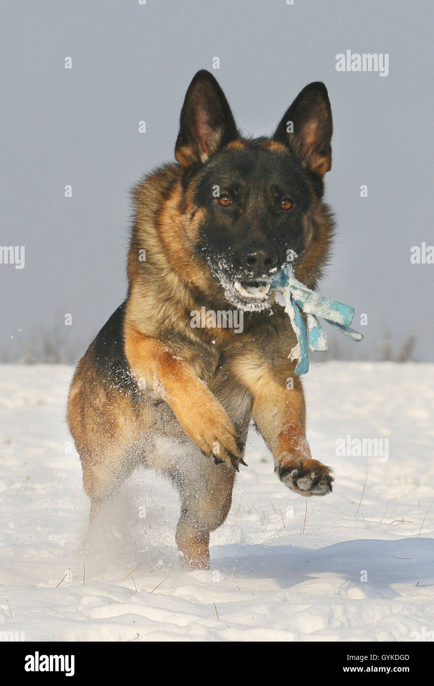 German Shepherd Dog (Canis lupus f. familiaris), running in snow with a ...