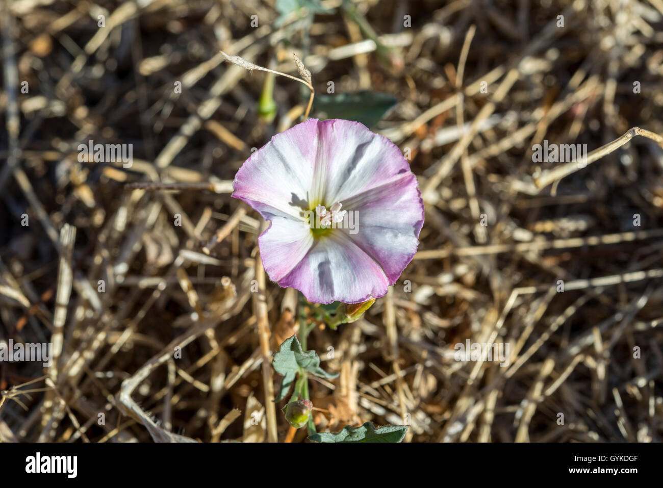 Flowers of Field Bindweed, Convolvulus arvensis. It is a species in the ...