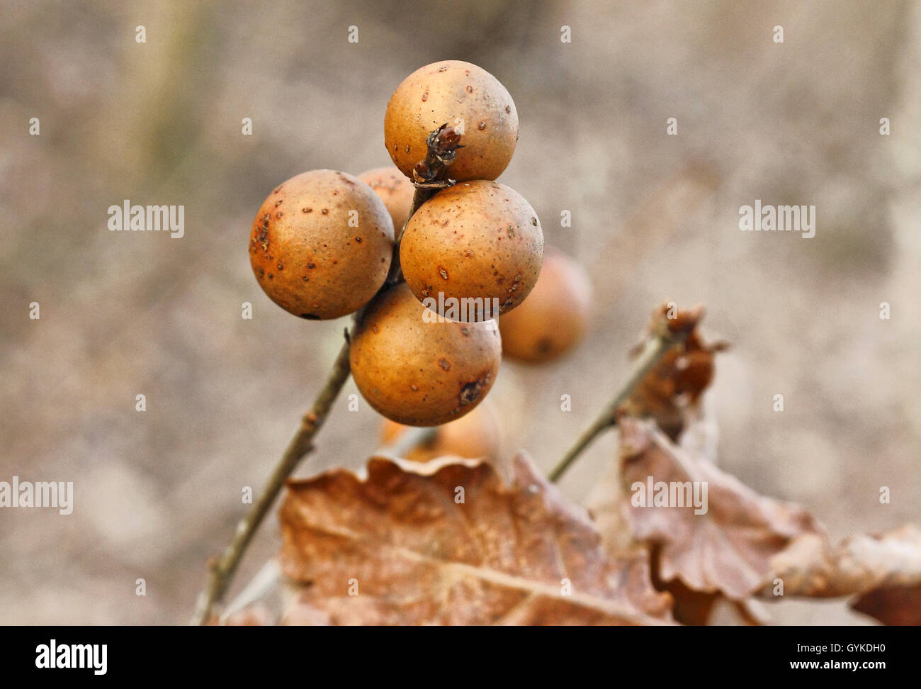 marble gall wasp, marble gall/oak nut (Andricus kollari), galls at an ...