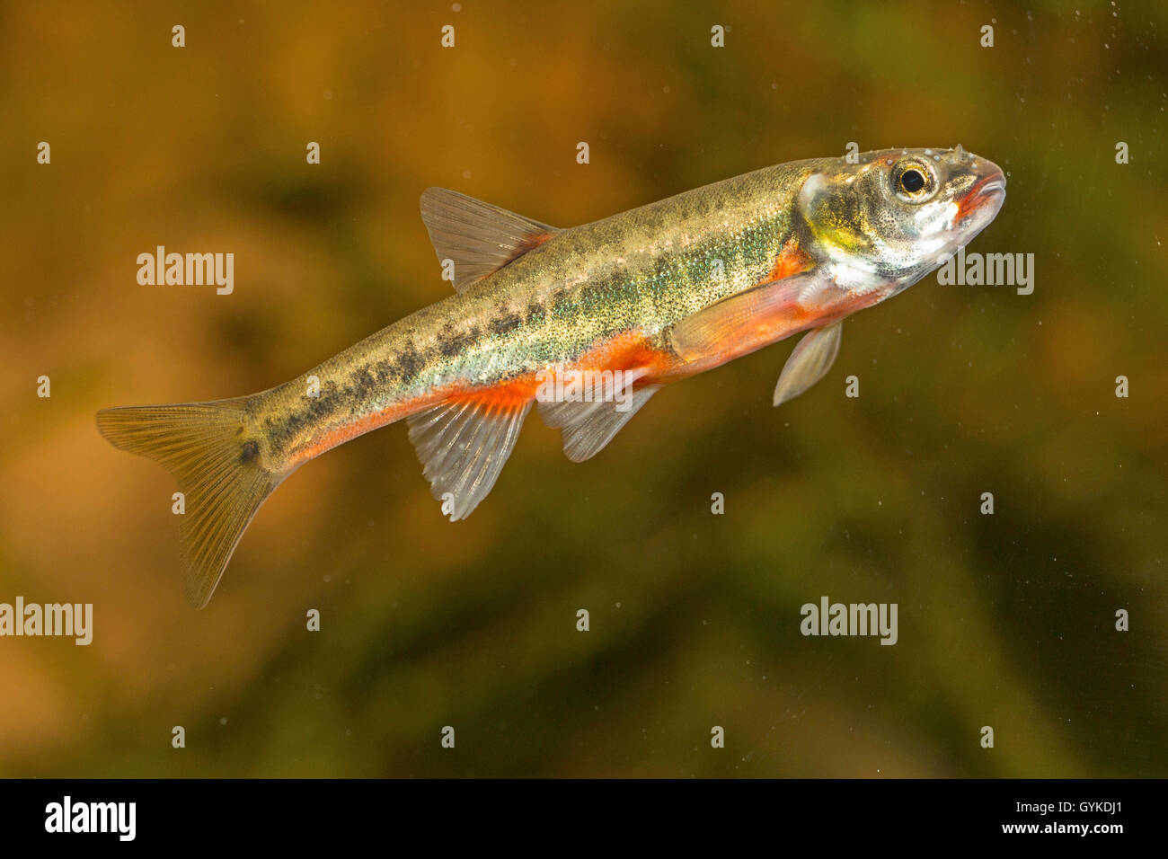 Fresh water organisms hi-res stock photography and images - Alamy