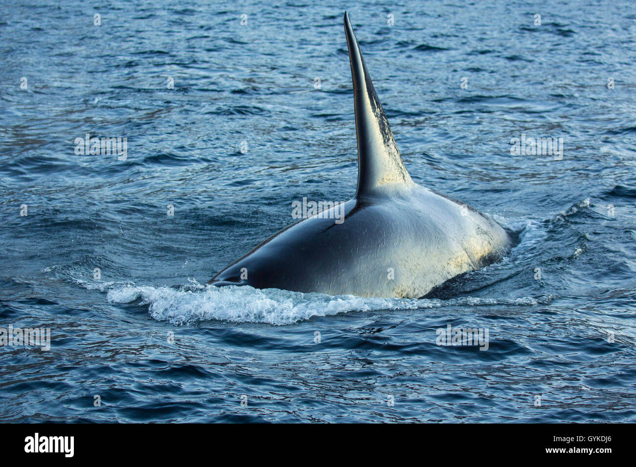 orca, great killer whale, grampus (Orcinus orca), big male submerging ...