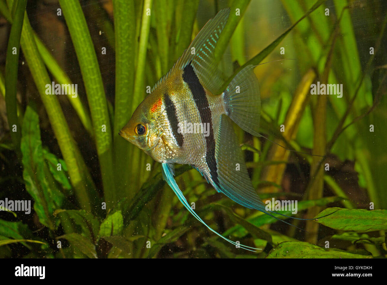 Freshwater angelfish, Longfin angel fish, Black angelfish, Scalare ...