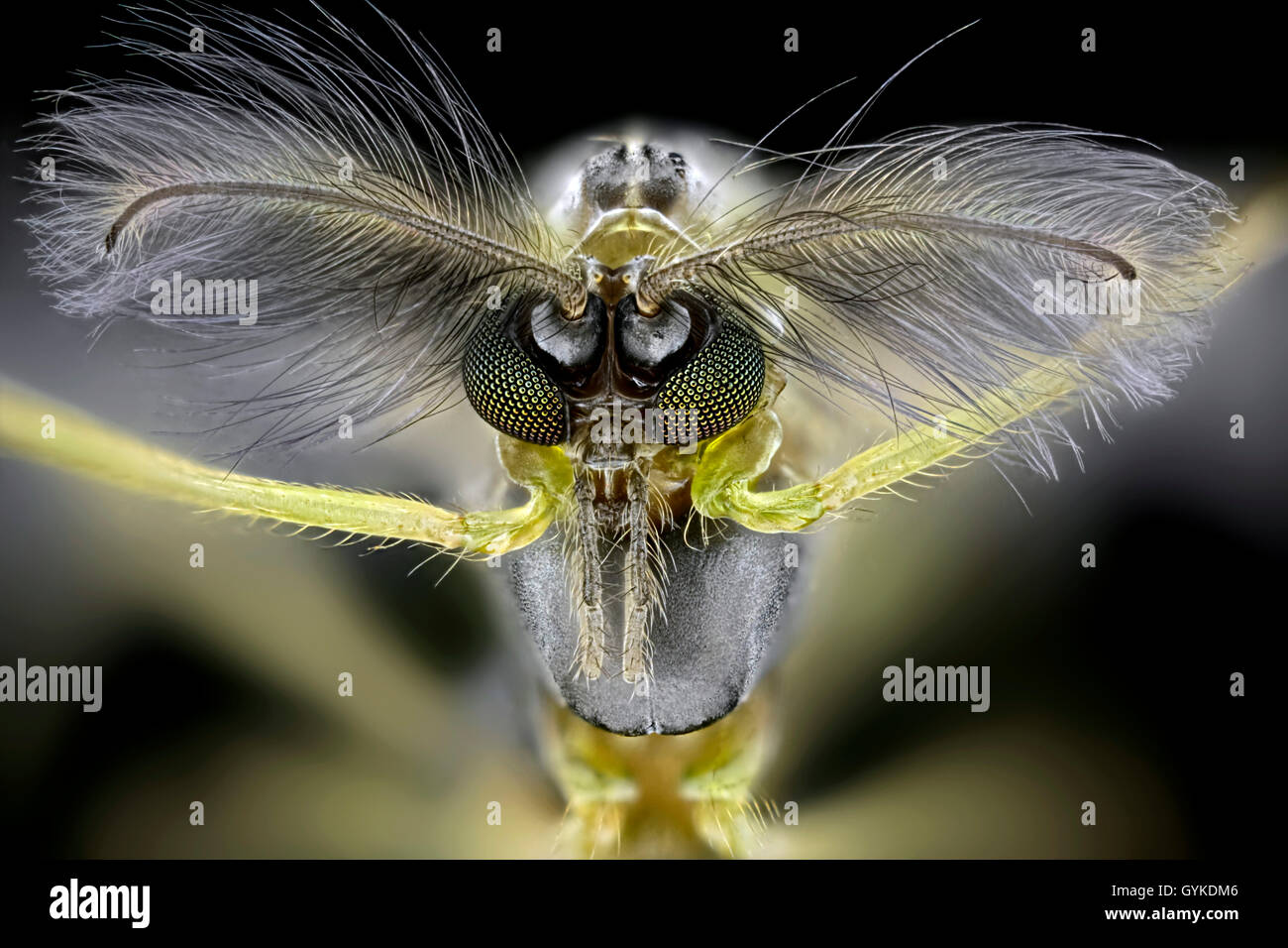 Bueschelmuecke, Bueschel-Muecke (Chaoborus spec.), Portraet | Phantom ...