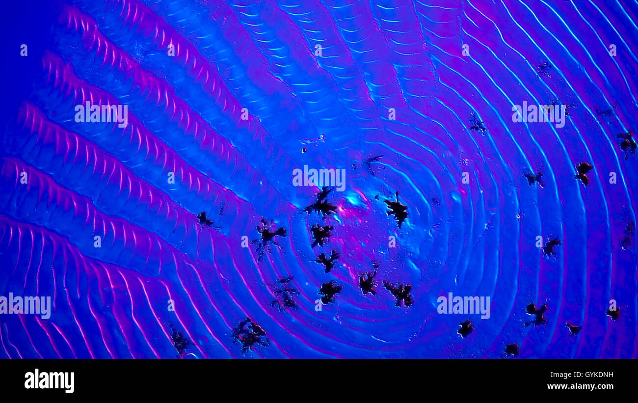Structure of a fish scale hi-res stock photography and images - Alamy