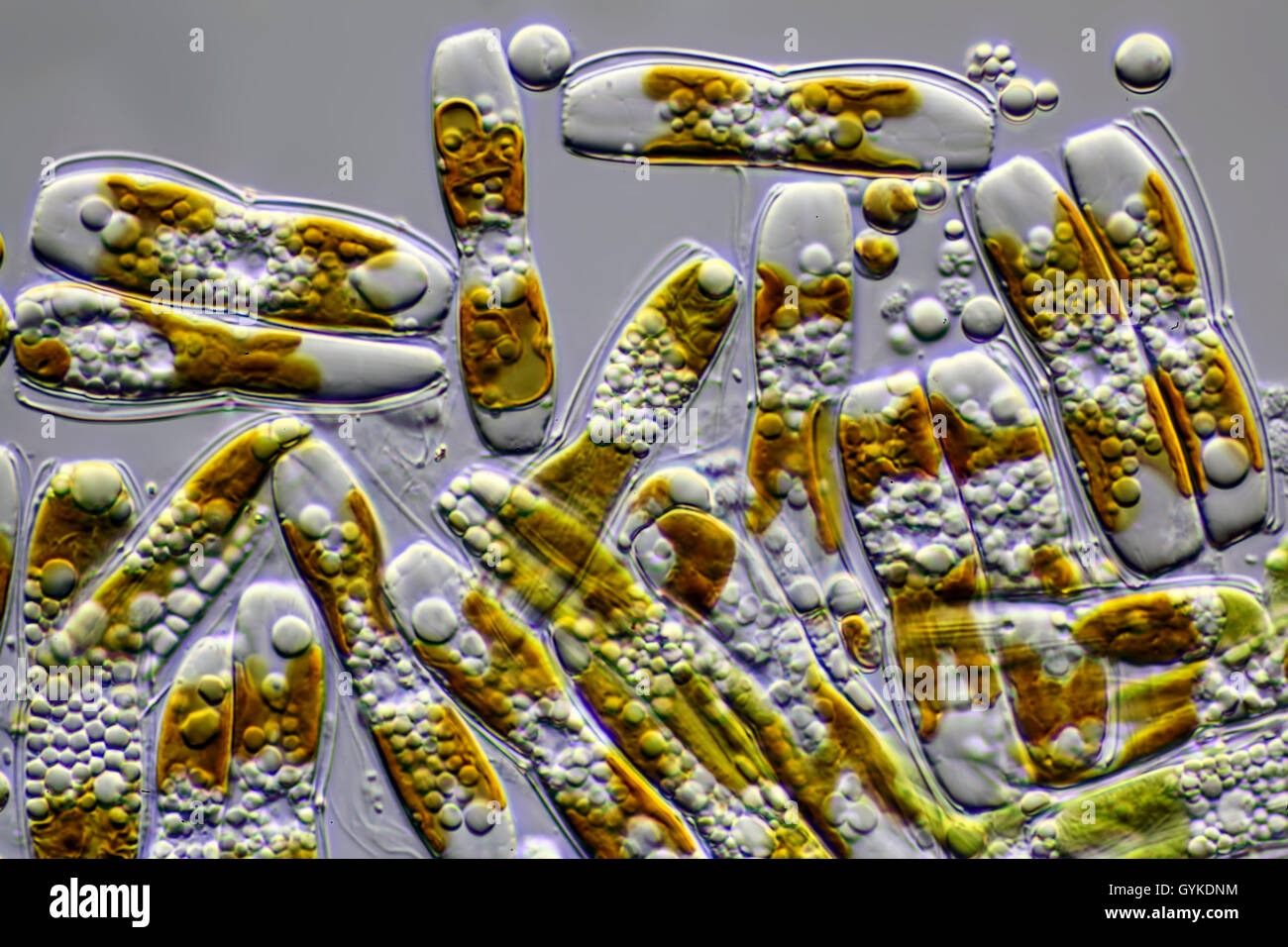 Kieselalge, Kiesel-Alge, Diatomee (Diatomeae), lebende Kieselalgen ...