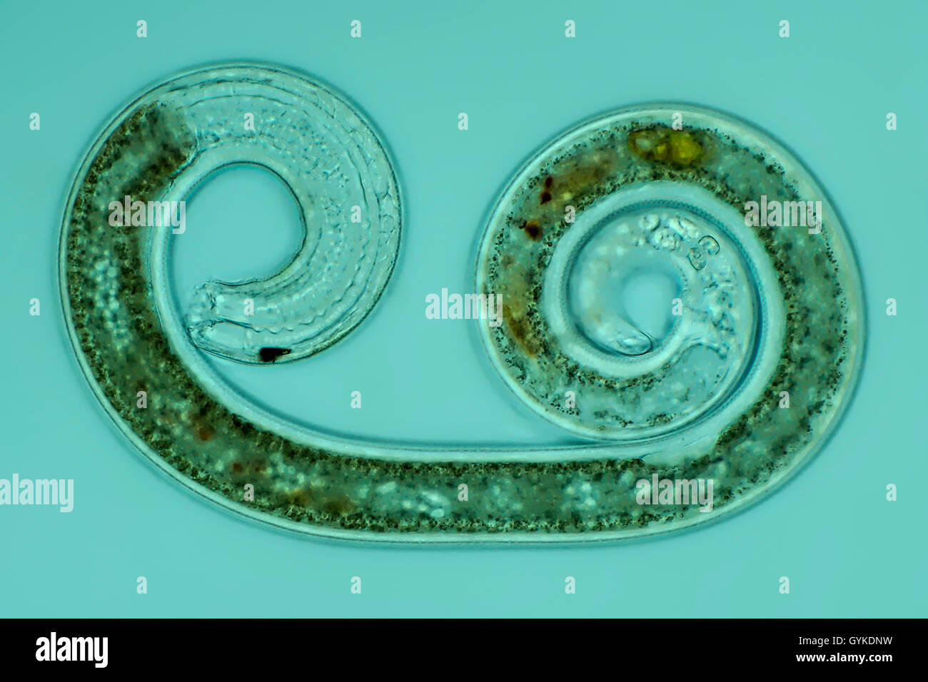 Nematode Stock Photos & Nematode Stock Images - Alamy