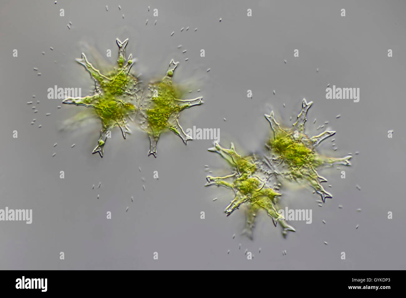 Zieralge, Zier-Alge, Staurastrum arctiscon (Staurastrum arctiscon ...
