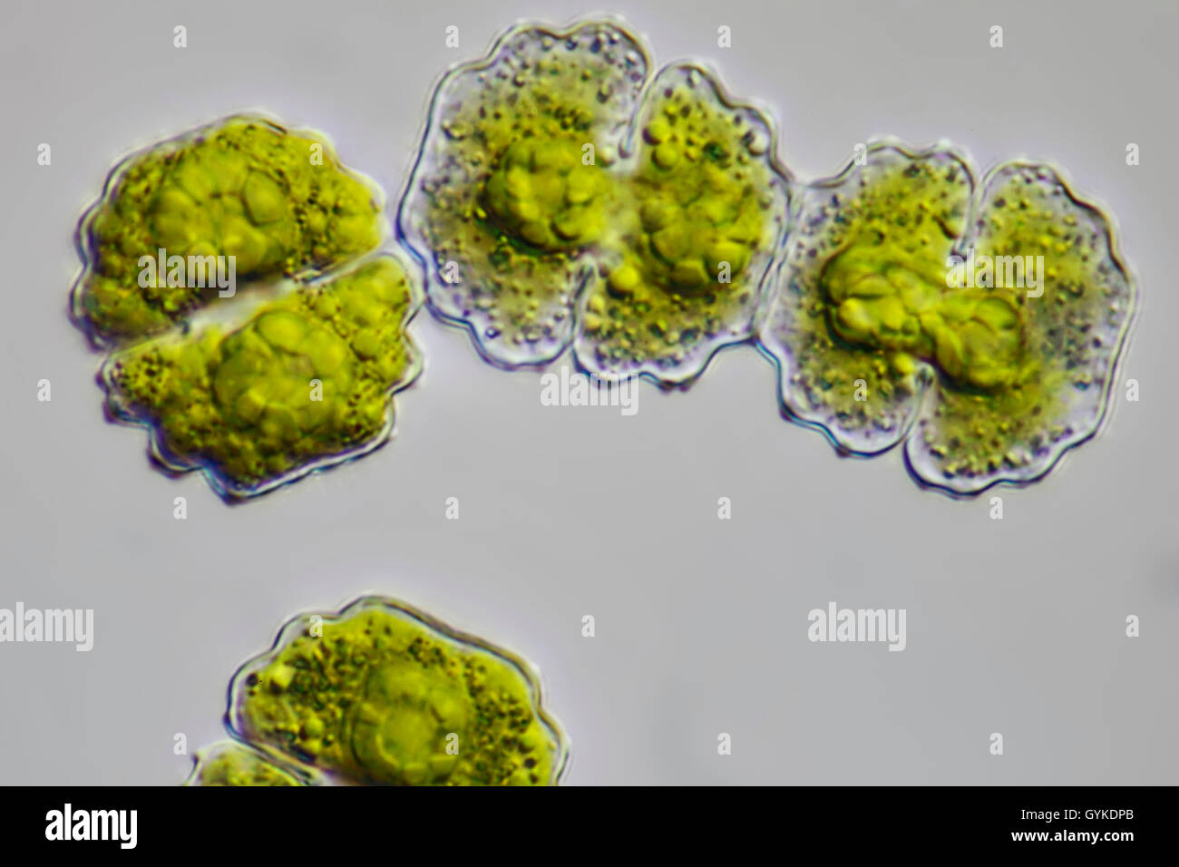 Cosmarium cell hi-res stock photography and images - Alamy
