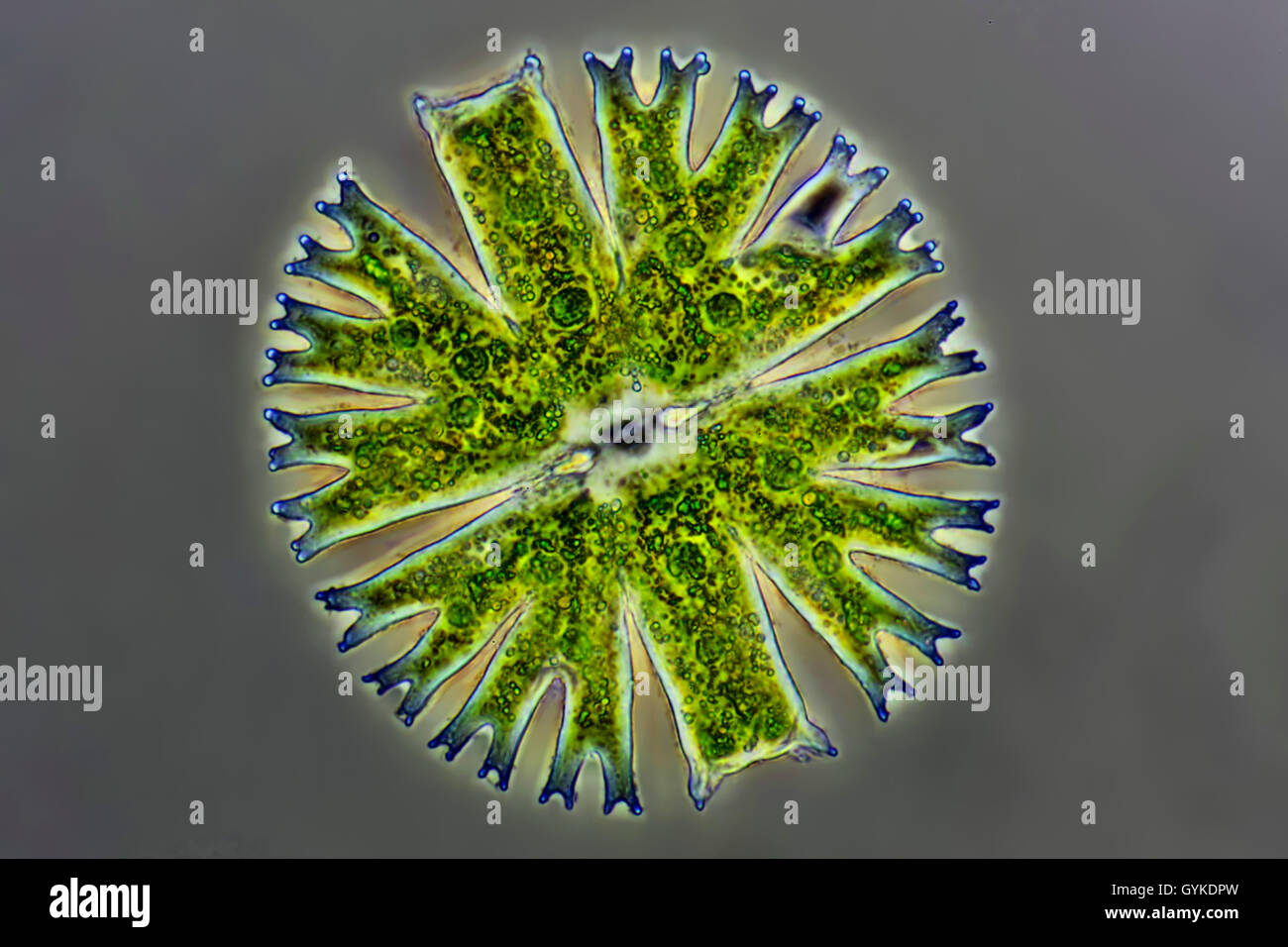 Phasenkontrast mikroskopie hi-res stock photography and images - Alamy