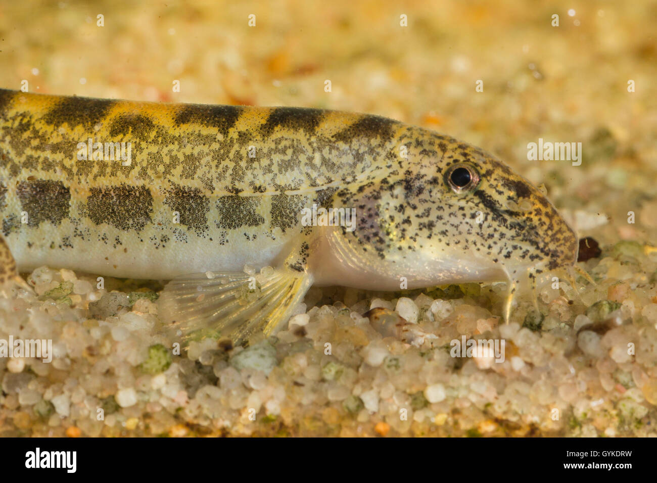 Fisch Steinbeisser Stock Photos & Fisch Steinbeisser Stock Images - Alamy