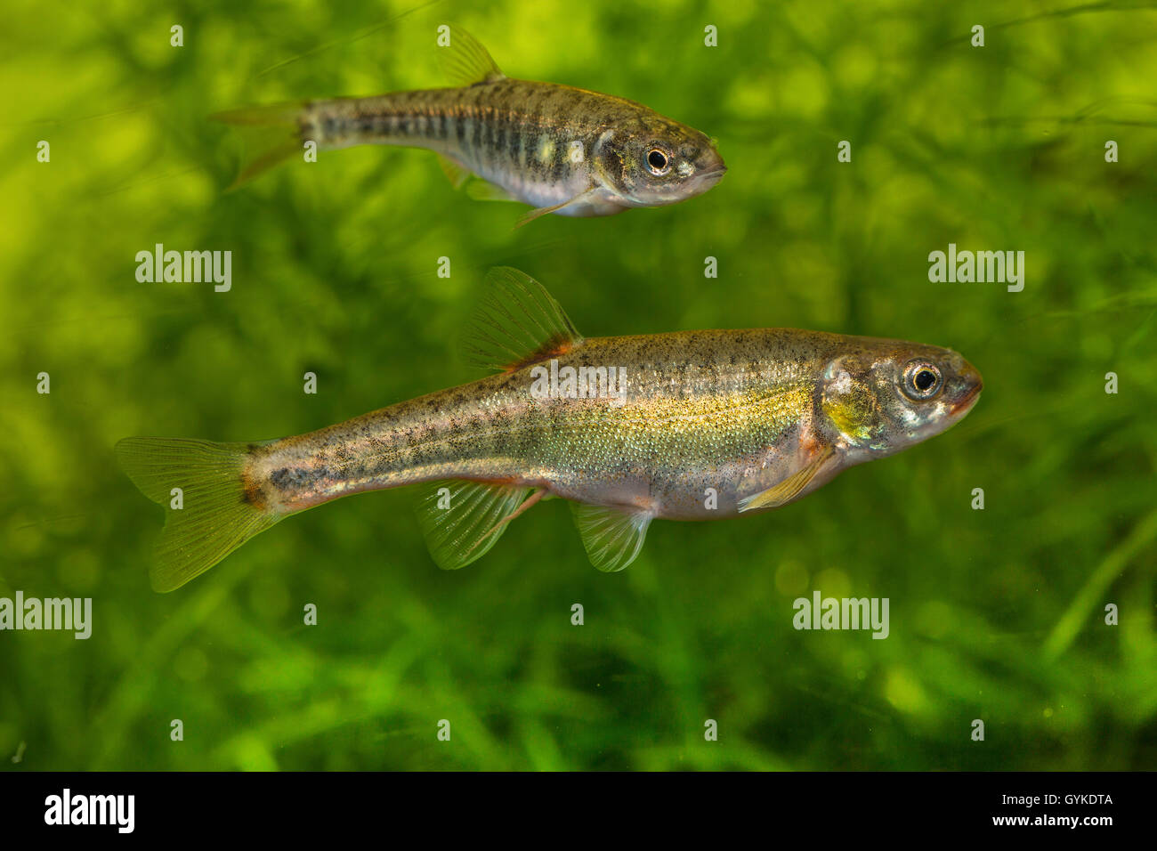 minnow, Eurasian minnow (Phoxinus phoxinus), females, Germany Stock ...