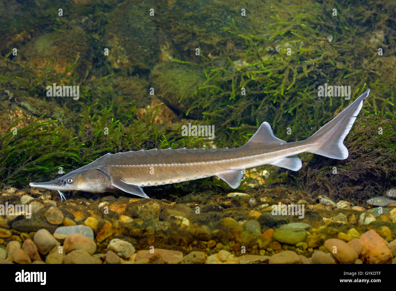 Sturgeon fish swimming hi-res stock photography and images - Alamy