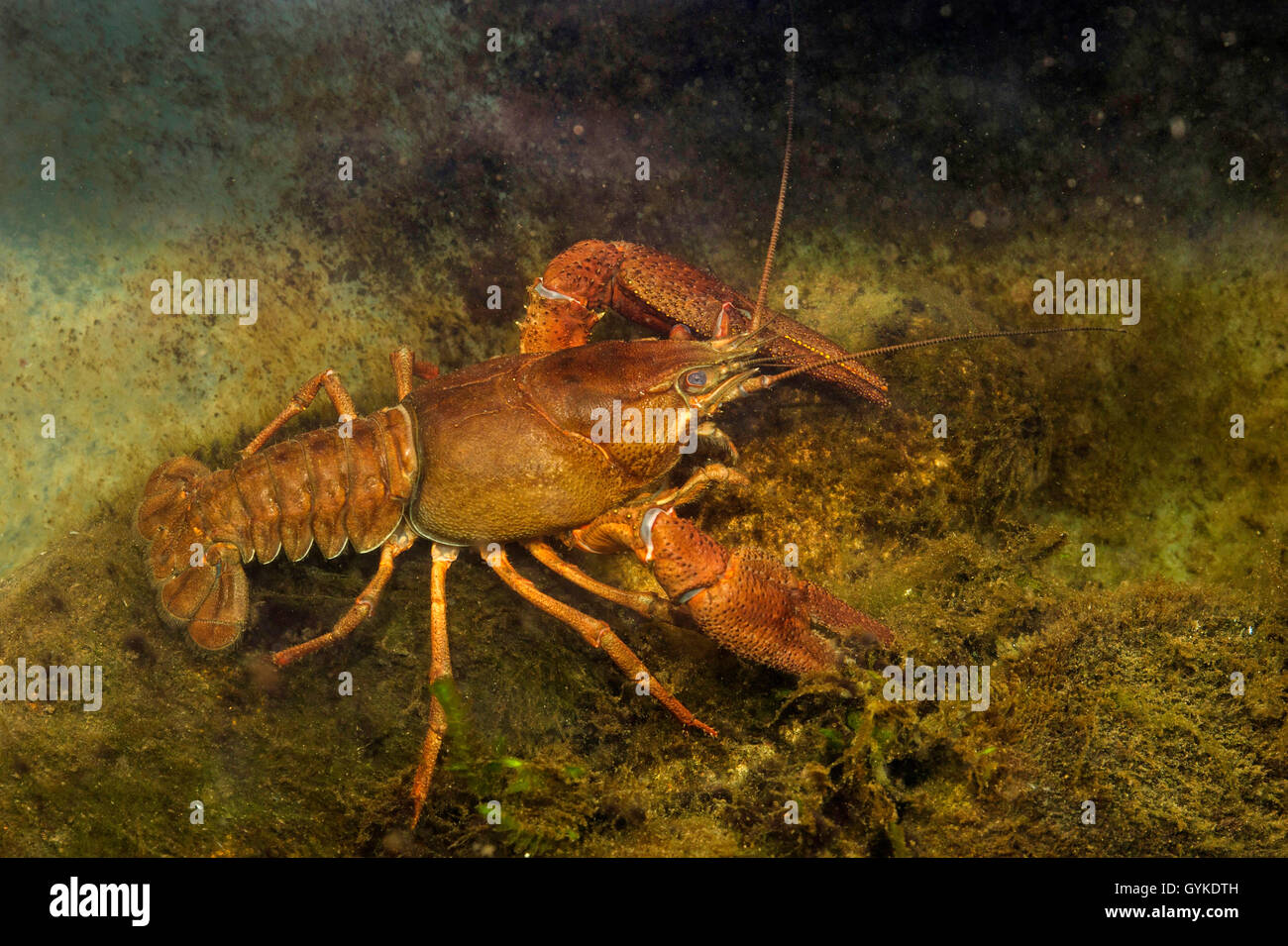 Edelkrebs Stock Photos & Edelkrebs Stock Images - Alamy