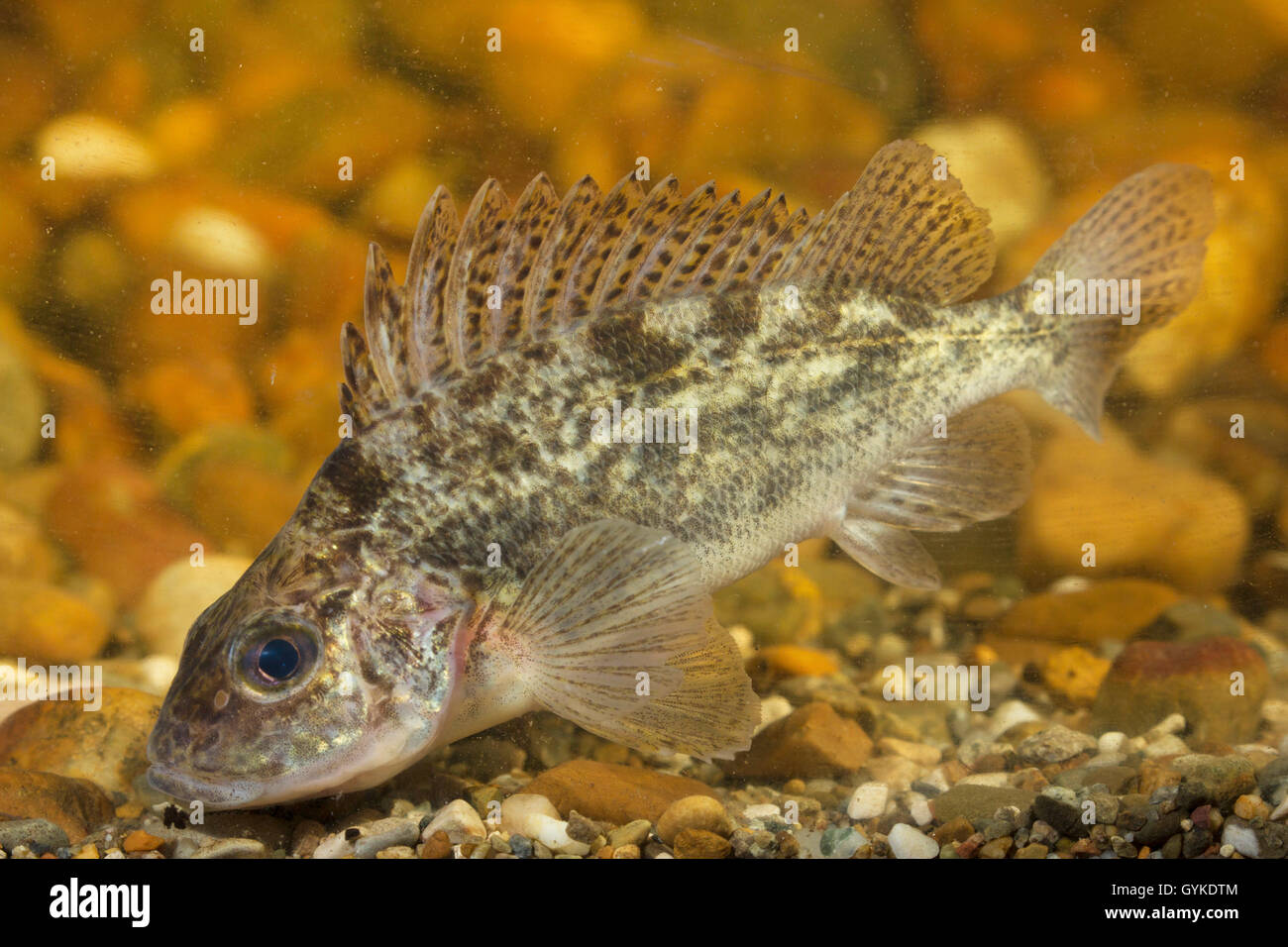 Balon's Ruffe, Danube Ruffe (Gymnocephalus baloni), swimming Stock ...
