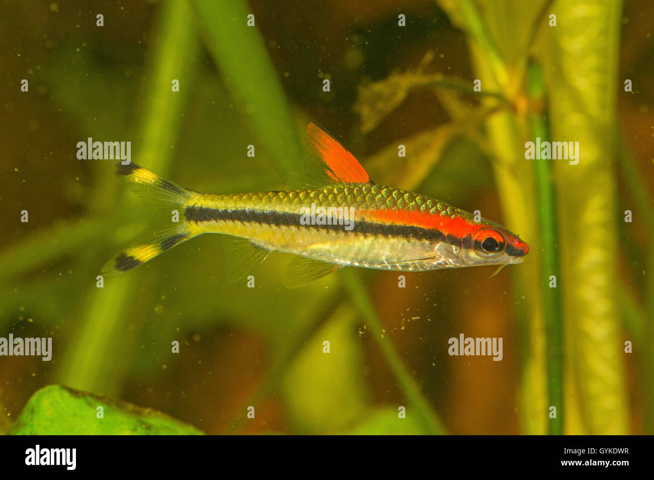 Suedasiatische Stock Photos & Suedasiatische Stock Images - Alamy