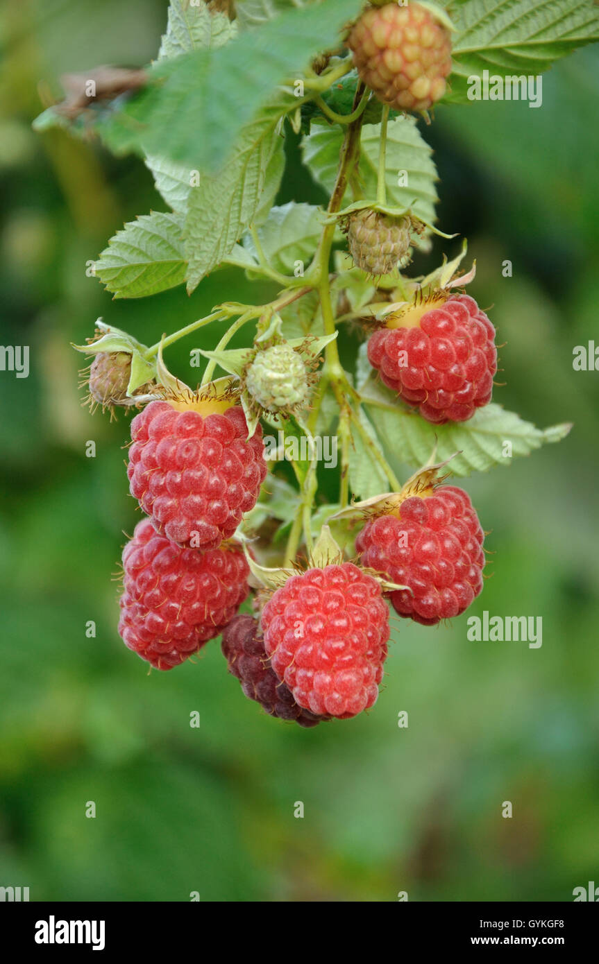September branch of raspberry with big red ripe berries Stock Photo - Alamy