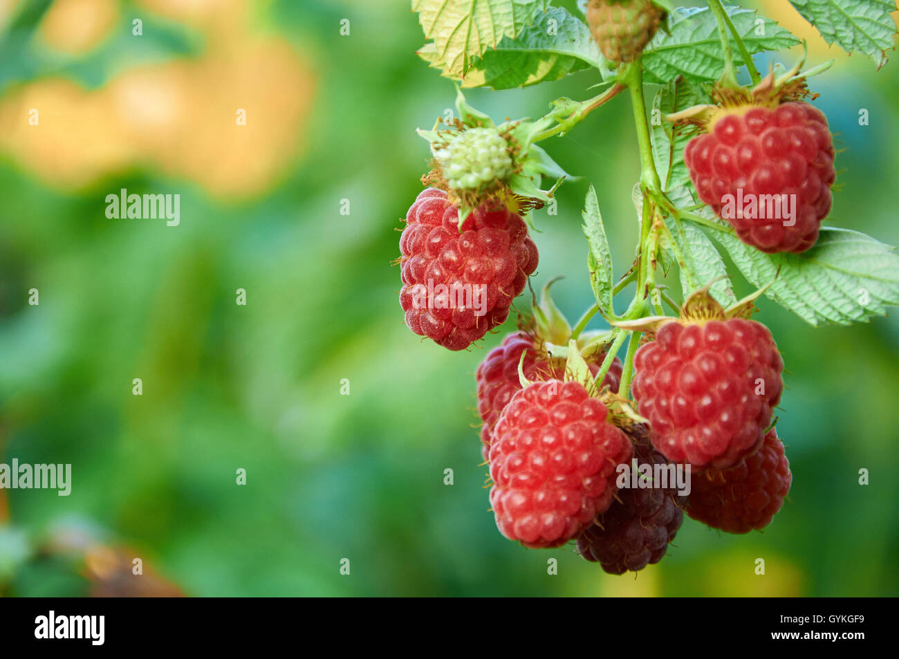 September branch of raspberry with big red ripe berries Stock Photo - Alamy