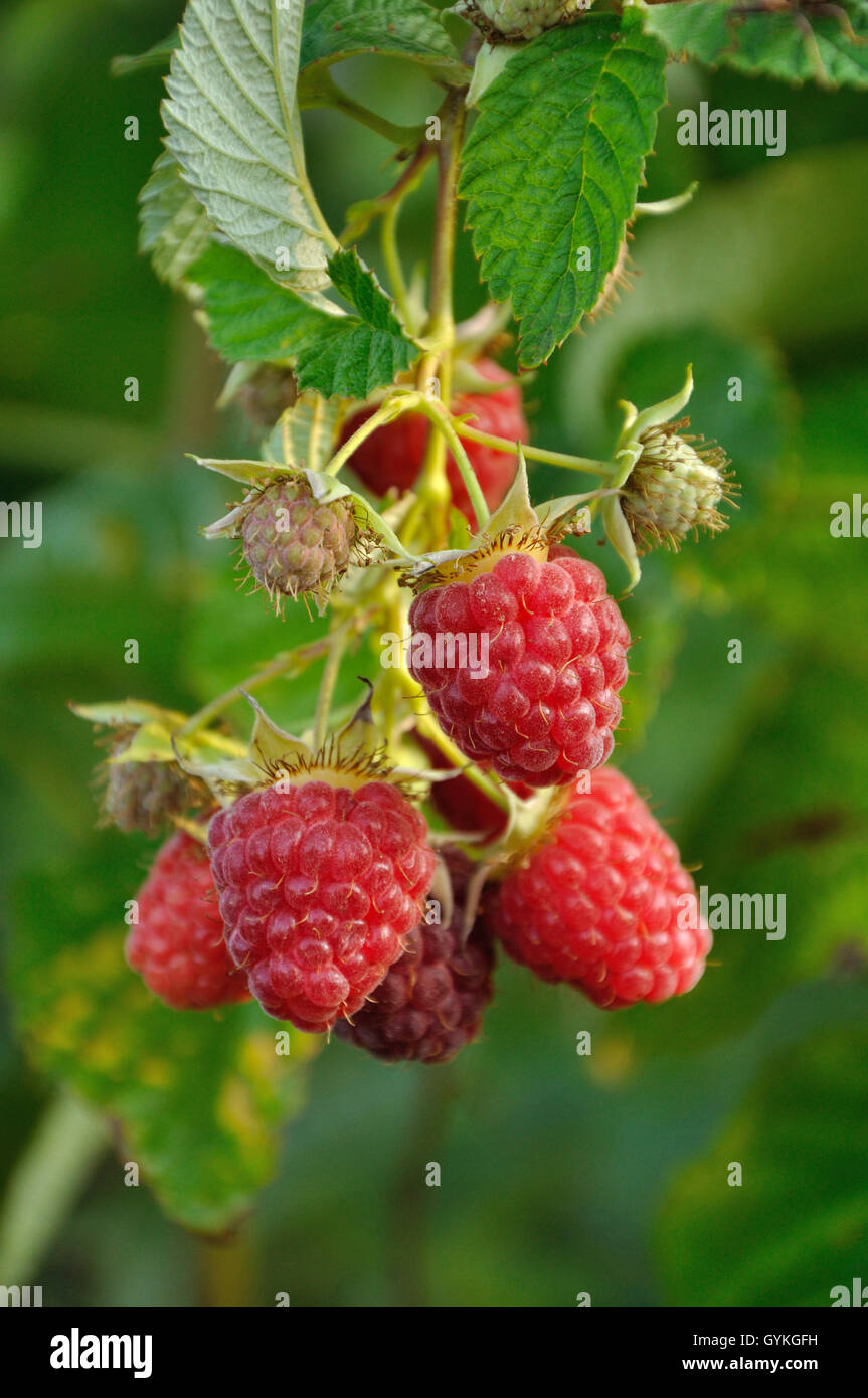 September branch of raspberry with big red ripe berries Stock Photo - Alamy