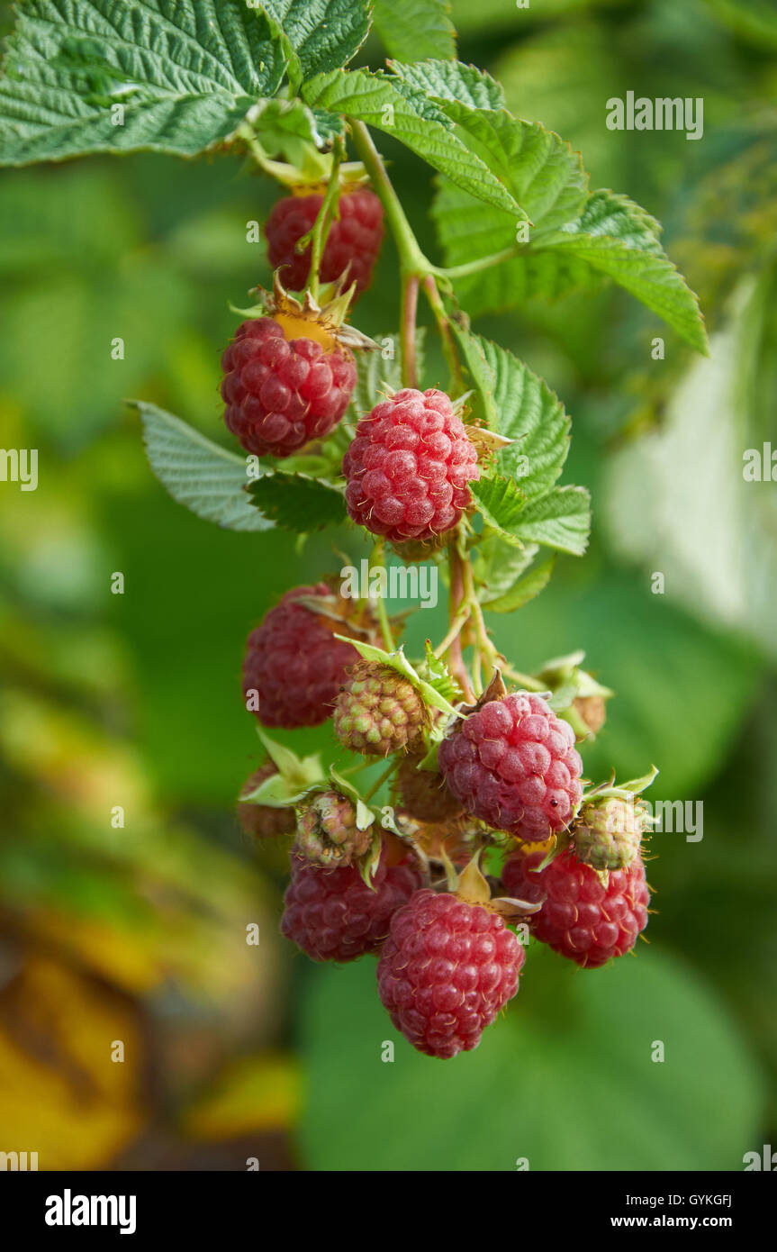 September branch of raspberry with big red ripe berries Stock Photo - Alamy