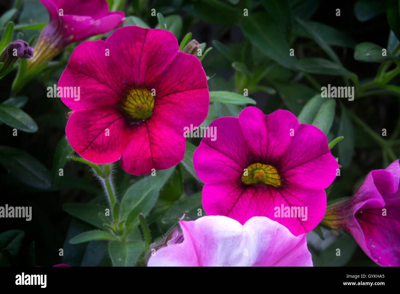 Calibrachoa growing in a window box on our deck in Montague, Michigan ...