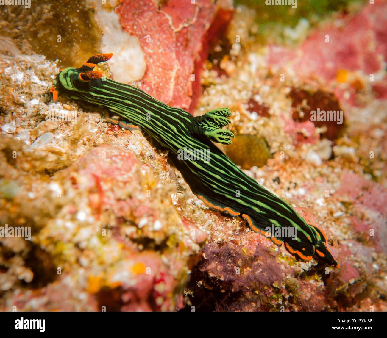 Nudibranch bali hi-res stock photography and images - Alamy