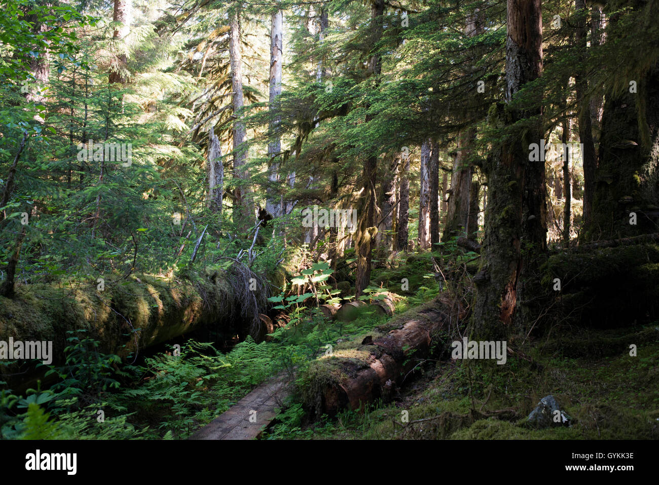 Forest Loop Trail, Bartlett Cove, Glacier Bay National Park, Alaska ...