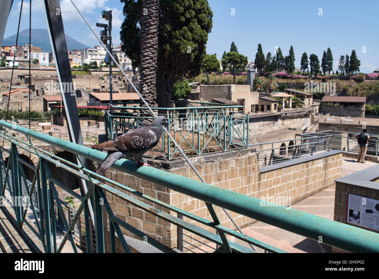 A pigeon surveys the ruins of Herculaneum, a Roman port buried during ...