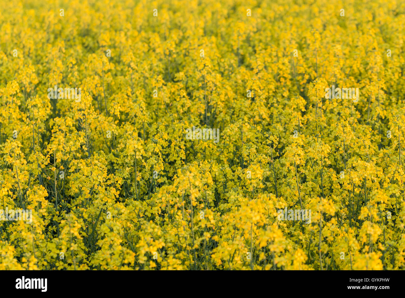 field of yellow rapeseed flowers at sunset Stock Photo - Alamy