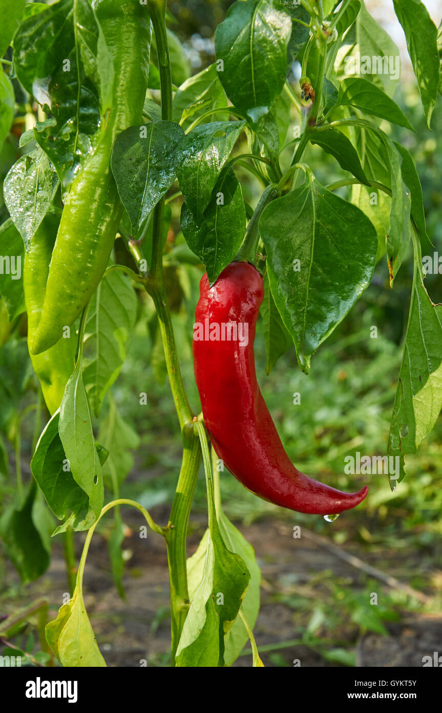 Bush of red long hot pepper after rain Stock Photo - Alamy