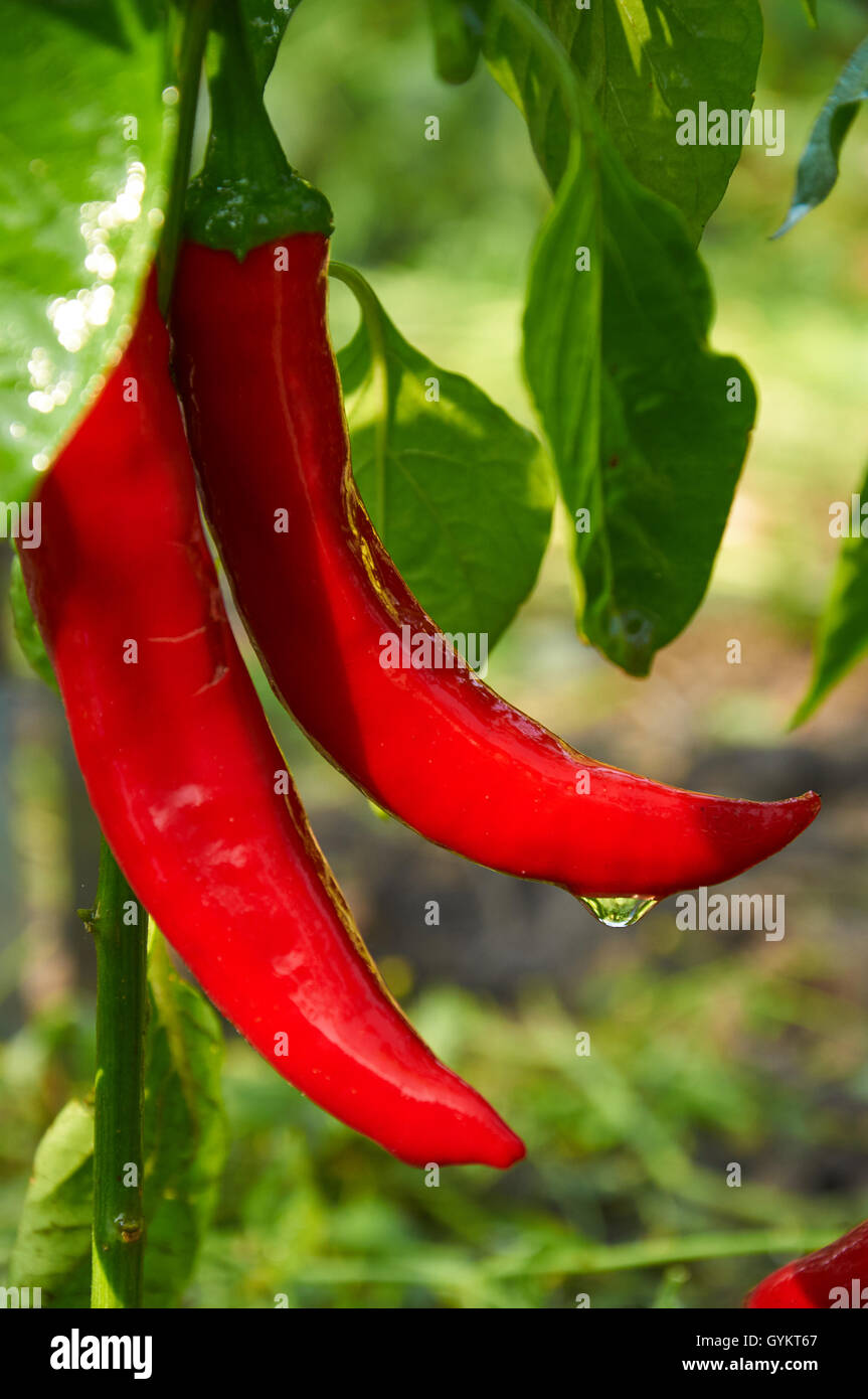 Bush of red long hot pepper after rain Stock Photo - Alamy