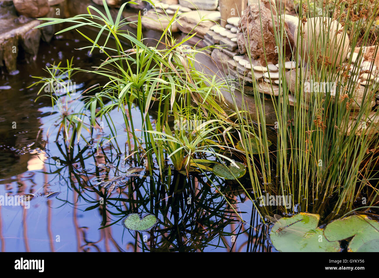 Small decorative pond with a beautiful stone wall and growing plants ...