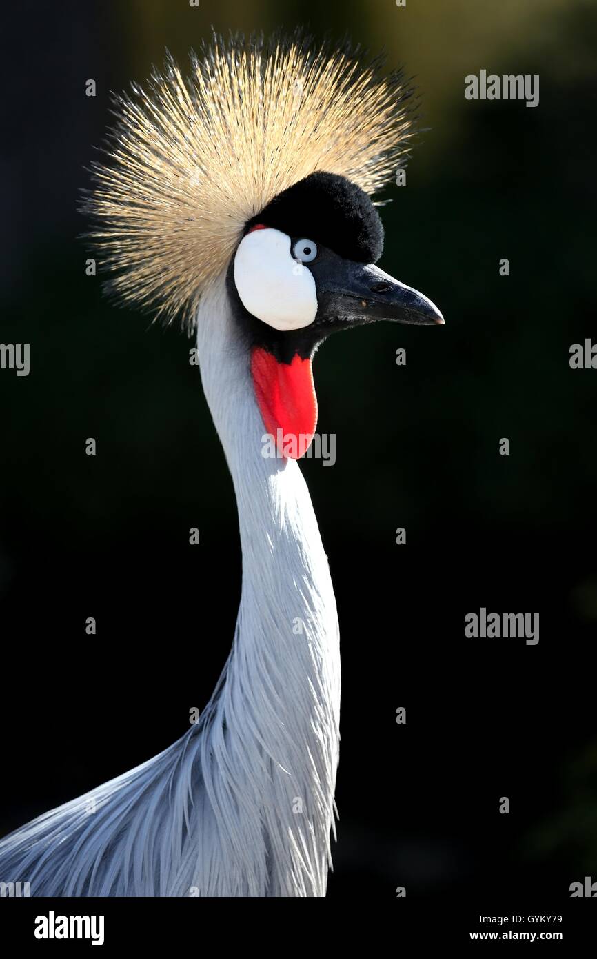 Crowned Crane Bird Stock Photo - Alamy
