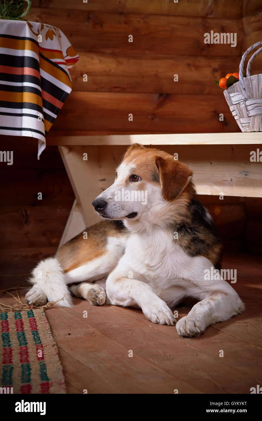 The dog lies under a bench Stock Photo - Alamy