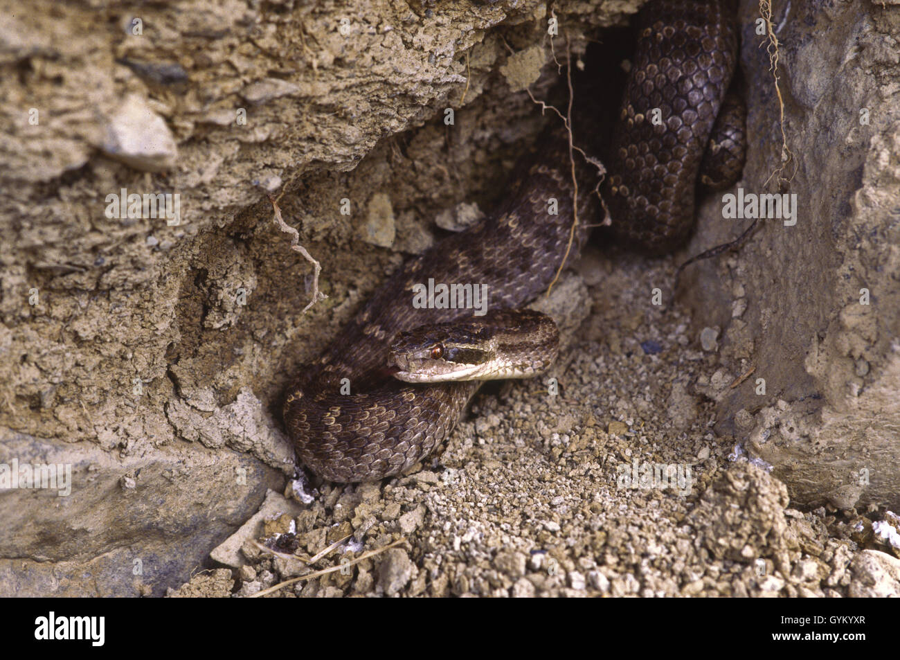 Siberian pit viper, Gloydius halys (?) on shore of Lake Baikal, Siberia ...