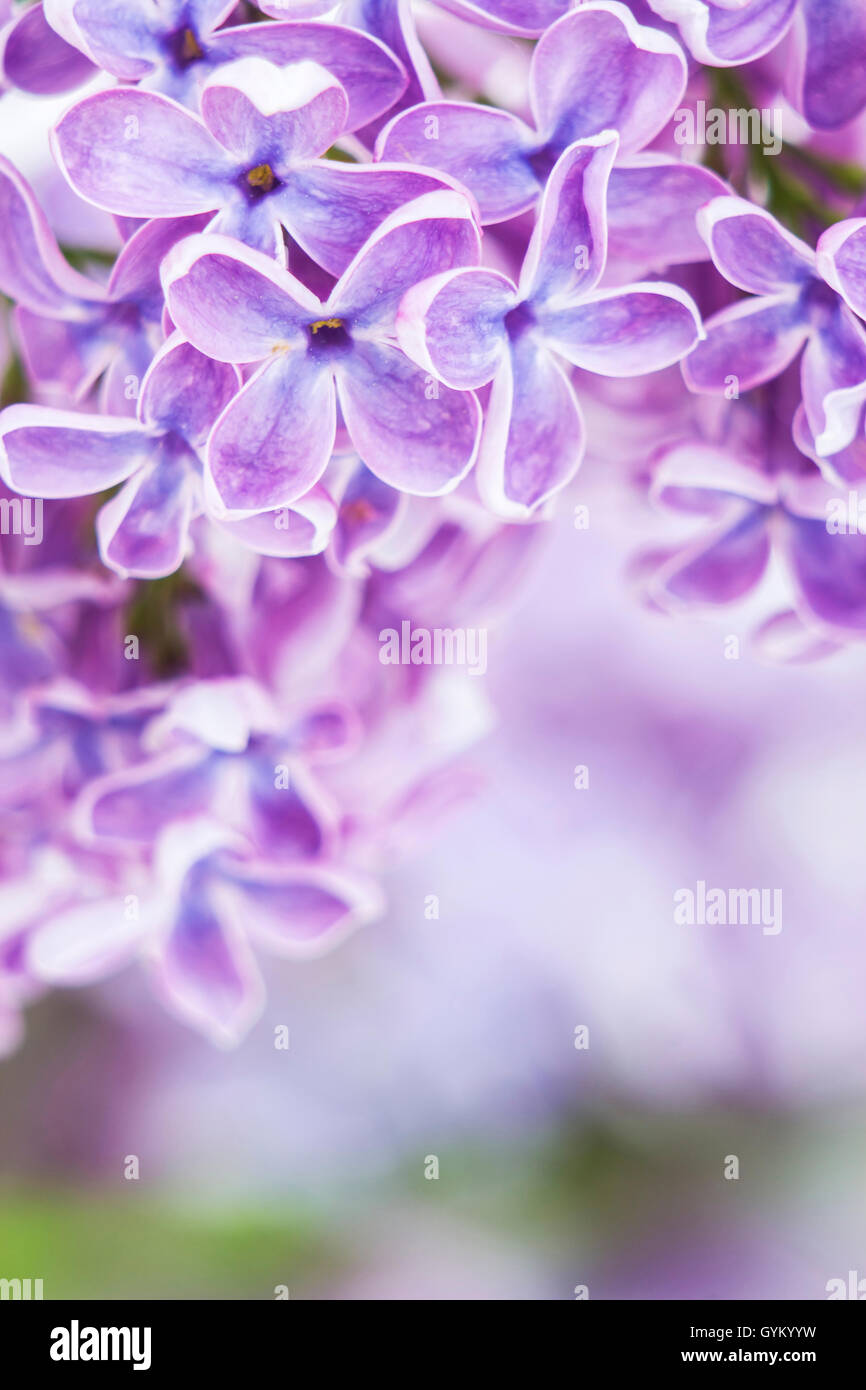 Blooming lilac flowers. Abstract background Stock Photo - Alamy
