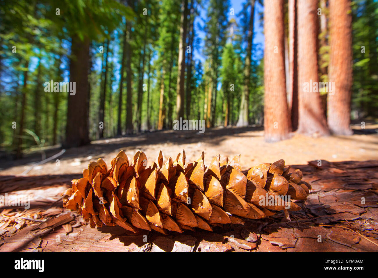 Sequoia national park pine cone hi-res stock photography and images - Alamy